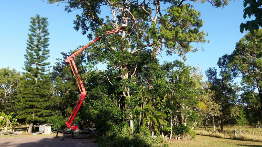 Council Regulations For Tree Removal In Mackay: What Every Homeowner ...